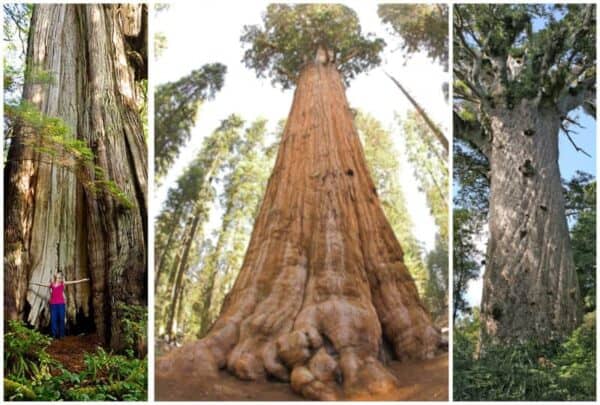 9 Biggest Trees in the World (By Volume)