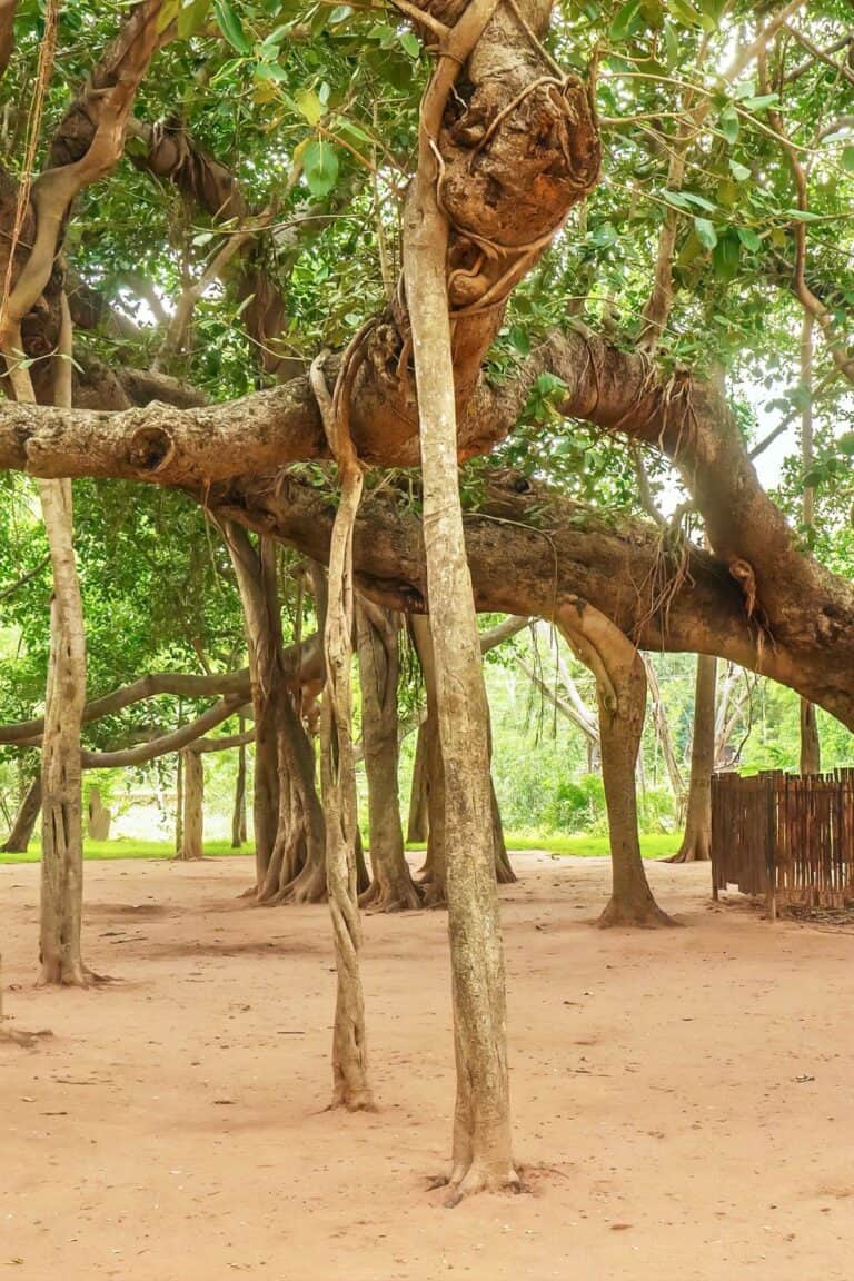 9 Weird Trees You Need to See to Believe (Odd Looking)