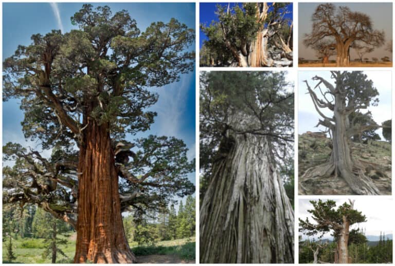 From Seed Bombs to Spiked Trunks - The Wild World of the Sandbox Tree