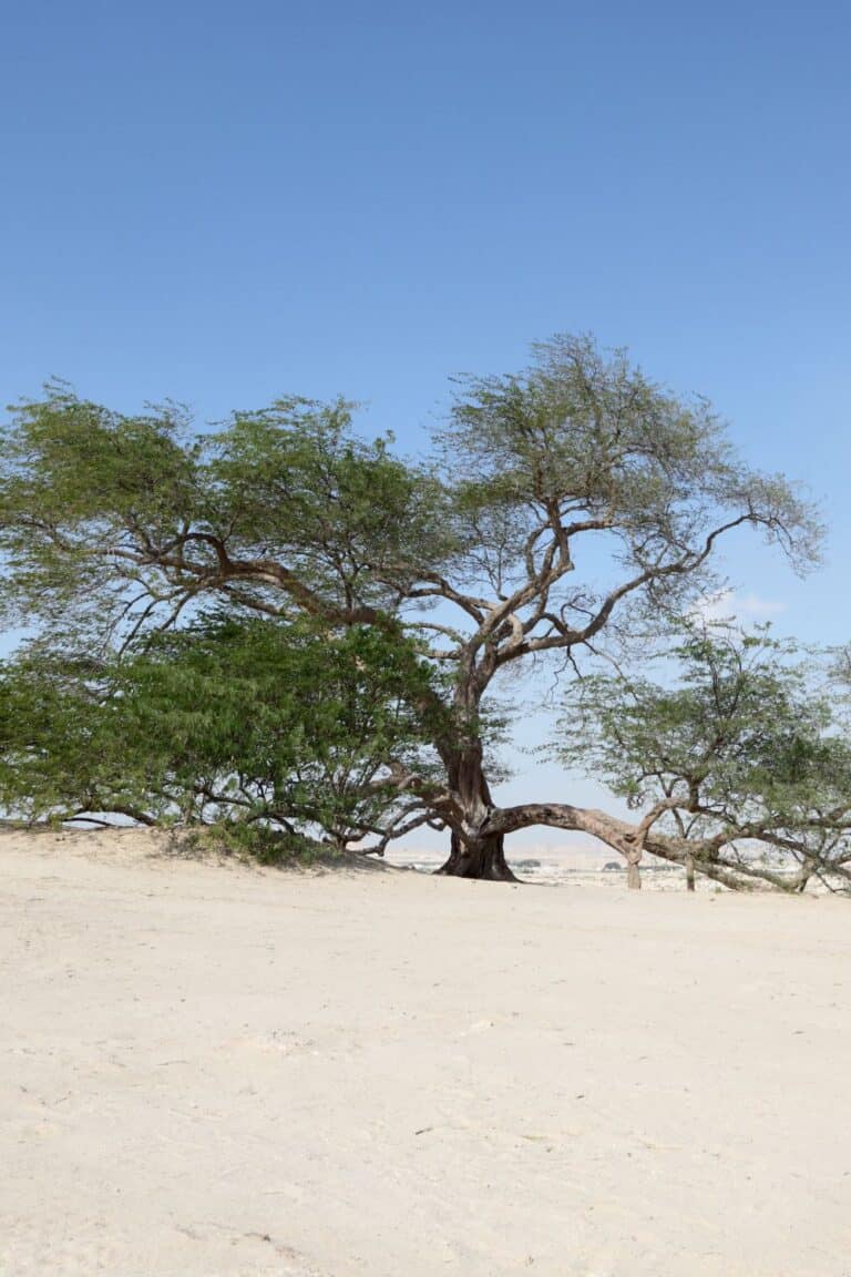 9 Weird Trees You Need to See to Believe (Odd Looking)