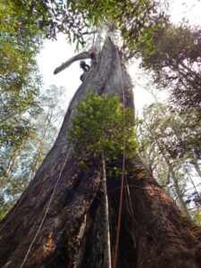Explore 21 of the World's Most Famous & Record-Breaking Trees