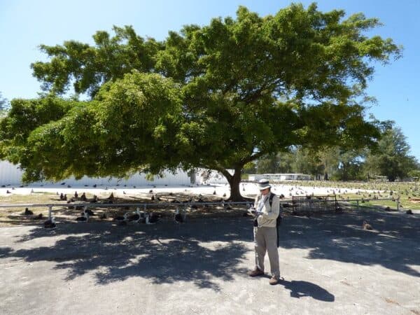 14 USDA Zone 11 Trees (Fruit, Shade & Fast Growing)