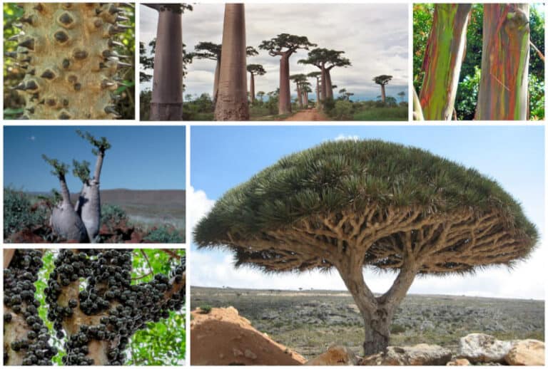 9 Weird Trees You Need to See to Believe (Odd Looking)