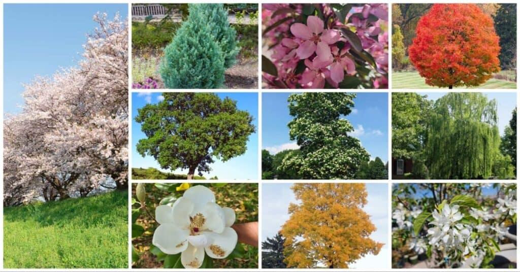 Trees With Deep Roots (Including Invasive Varieties)