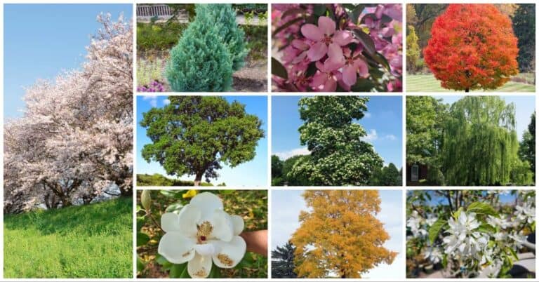 Top 11 Trees to Transform Your Backyard Oasis