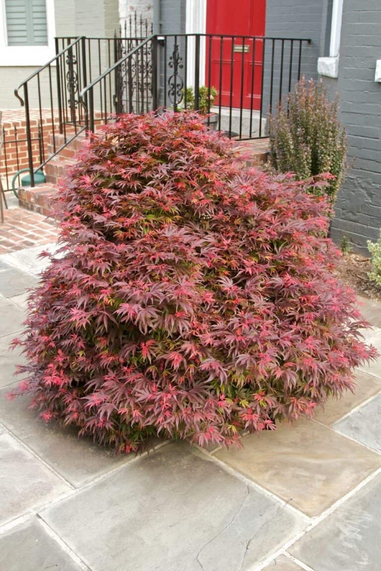 7 Trees That Will Make Your House Look Expensive
