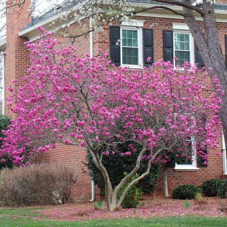 11 Prettiest Flowering Trees You Can Grow Today!