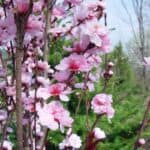 11 Prettiest Flowering Trees You Can Grow Today!