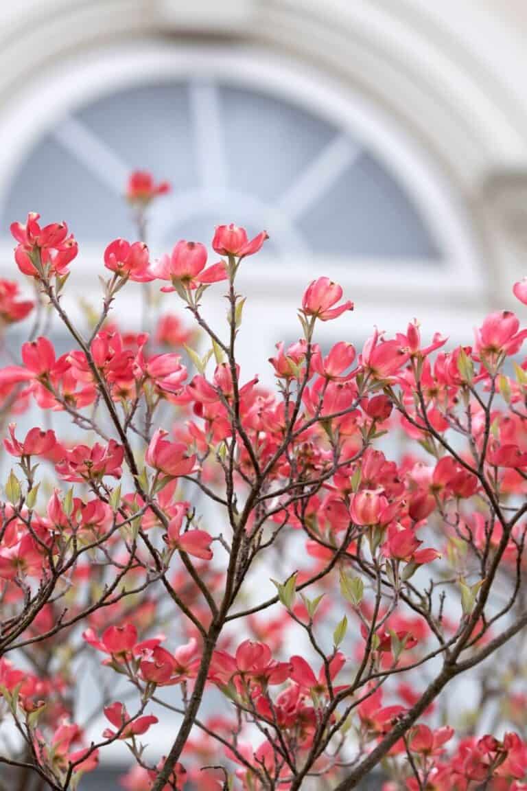 10 Most Popular Spring Flowering Trees (Chosen by You!)