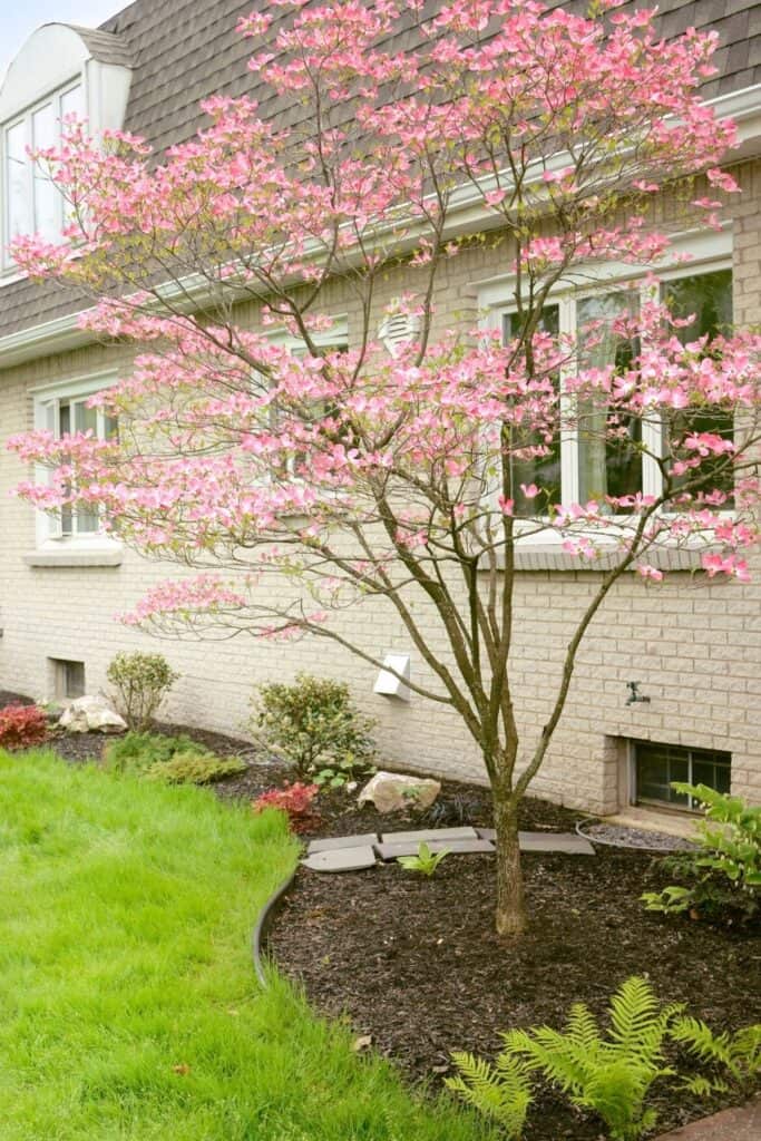 10 Most Popular Spring Flowering Trees (Chosen by You!)