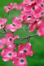 12 Best Flowering Trees In Alabama (Stunning)