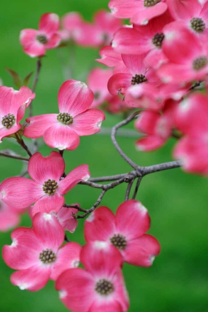 12 Best Flowering Trees In Alabama (Stunning)
