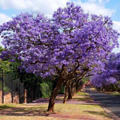 11 Prettiest Flowering Trees You Can Grow Today!