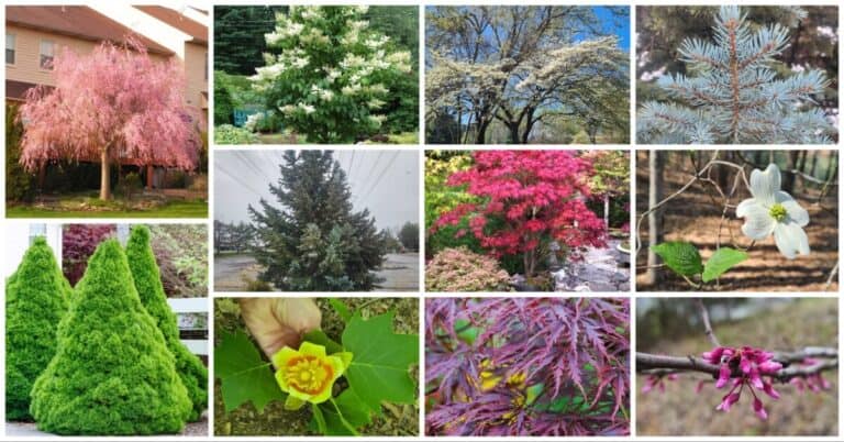 11 Best Trees for Front Yard Landscaping in 2025