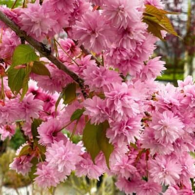 11 Prettiest Flowering Trees You Can Grow Today!