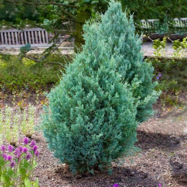 Top 11 Trees to Transform Your Backyard Oasis