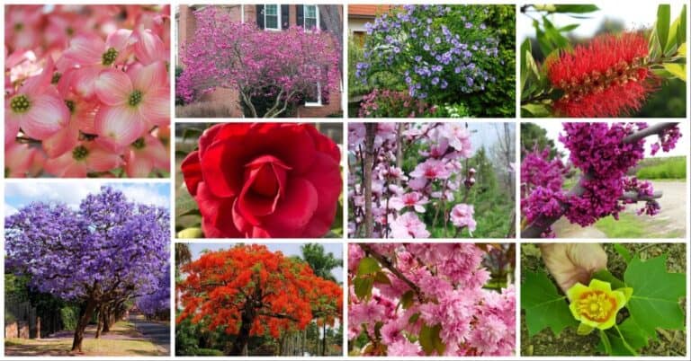 20 Full-Sized & Small Ornamental Flowering Trees for Zone 7