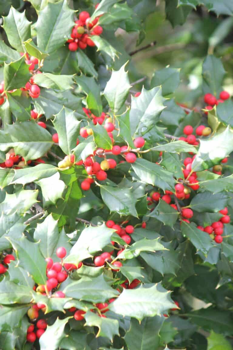 Top 7 Trees for Enhanced Privacy Along Your Fence Line