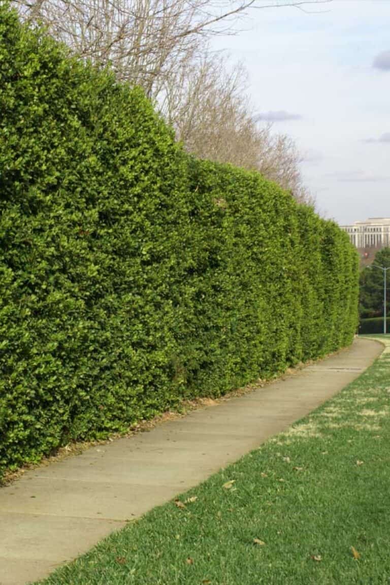 Top 7 Trees for Enhanced Privacy Along Your Fence Line