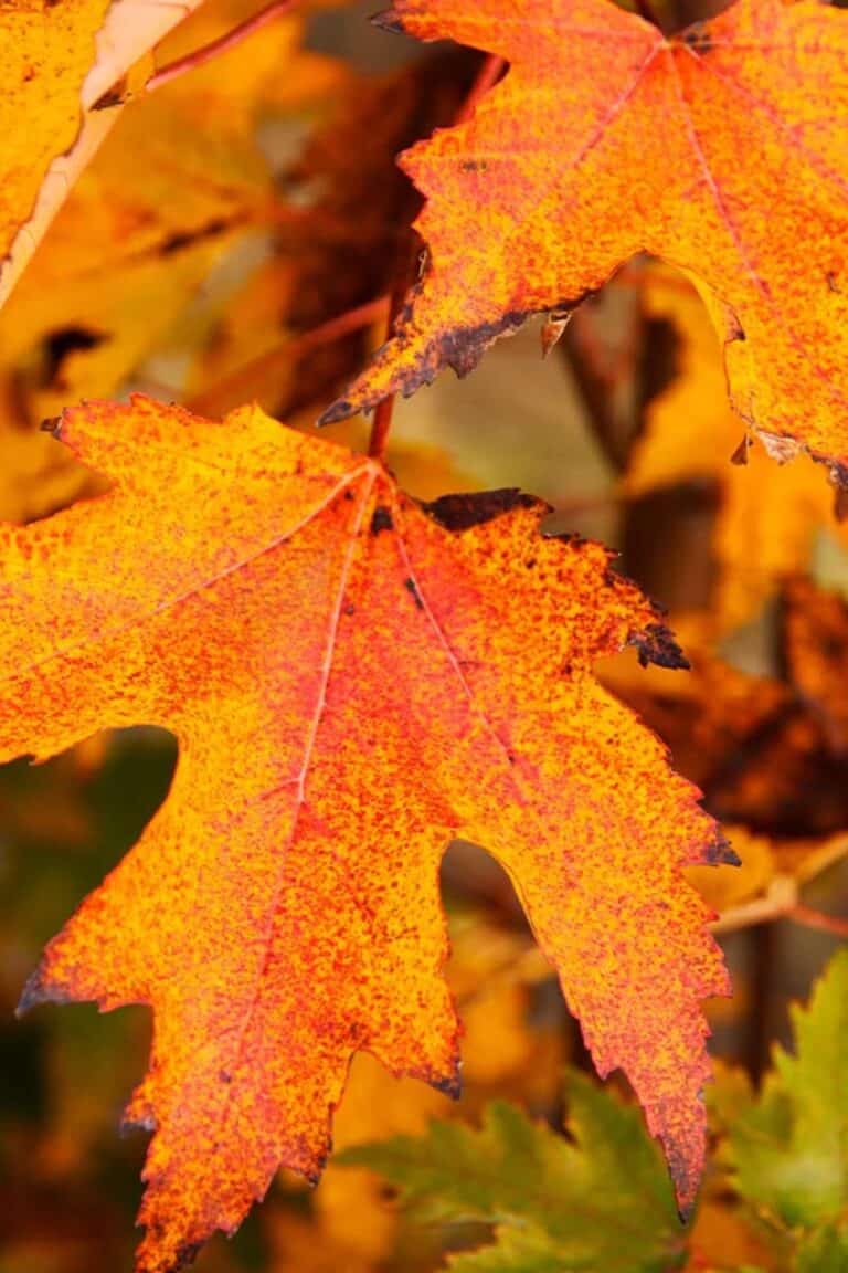 Top 7 Trees for Enhanced Privacy Along Your Fence Line