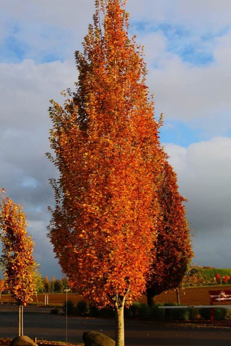 Top 7 Trees for Enhanced Privacy Along Your Fence Line