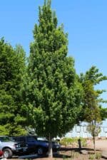 Top 7 Trees for Enhanced Privacy Along Your Fence Line