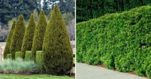 Top 7 Trees for Enhanced Privacy Along Your Fence Line