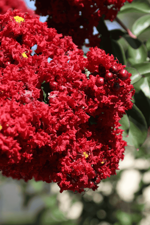18 Stunning Red Flowering Trees to Transform Your Garden Oasis