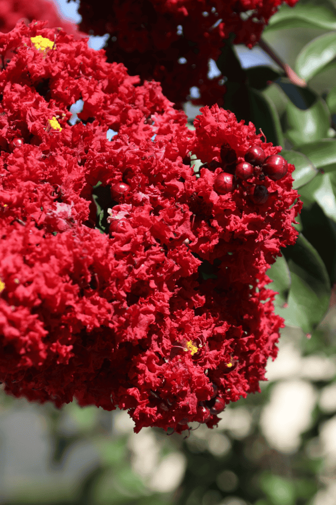 18 Stunning Red Flowering Trees to Transform Your Garden Oasis