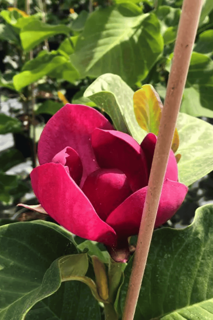 18 Stunning Red Flowering Trees to Transform Your Garden Oasis