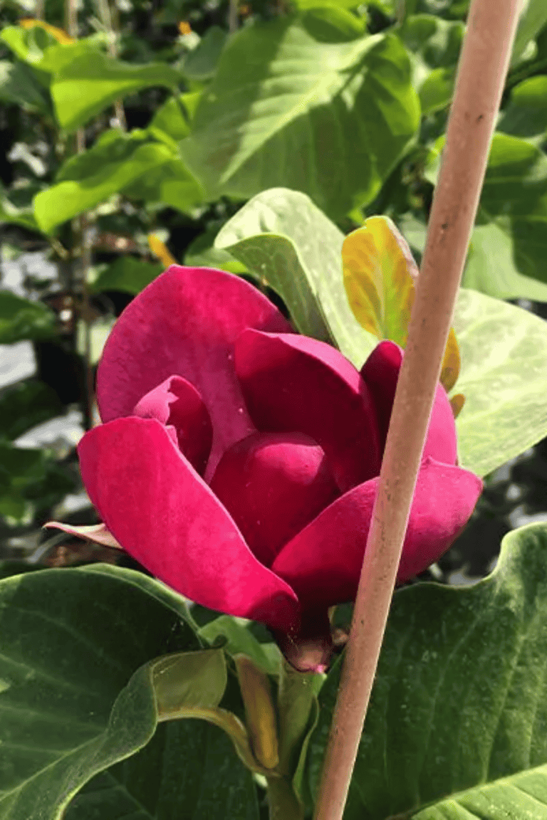 18 Stunning Red Flowering Trees to Transform Your Garden Oasis