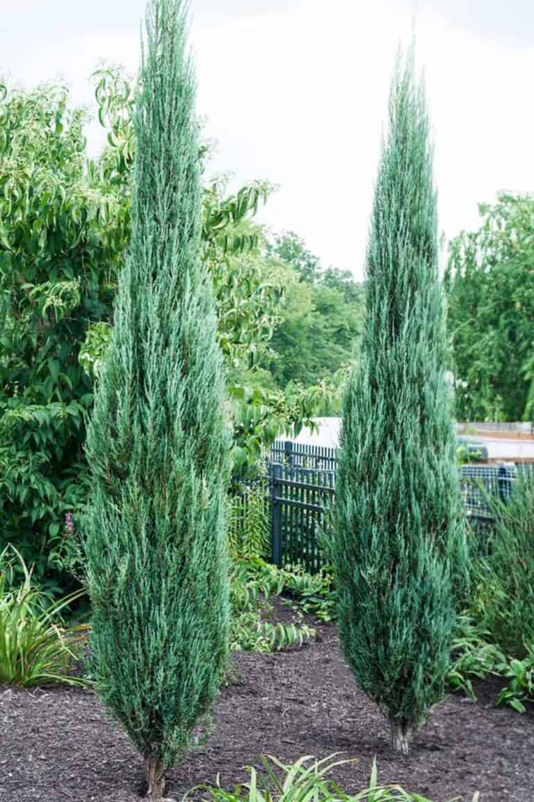 9 Tall Skinny Privacy Trees to Transform Your Yard into a Peaceful Retreat