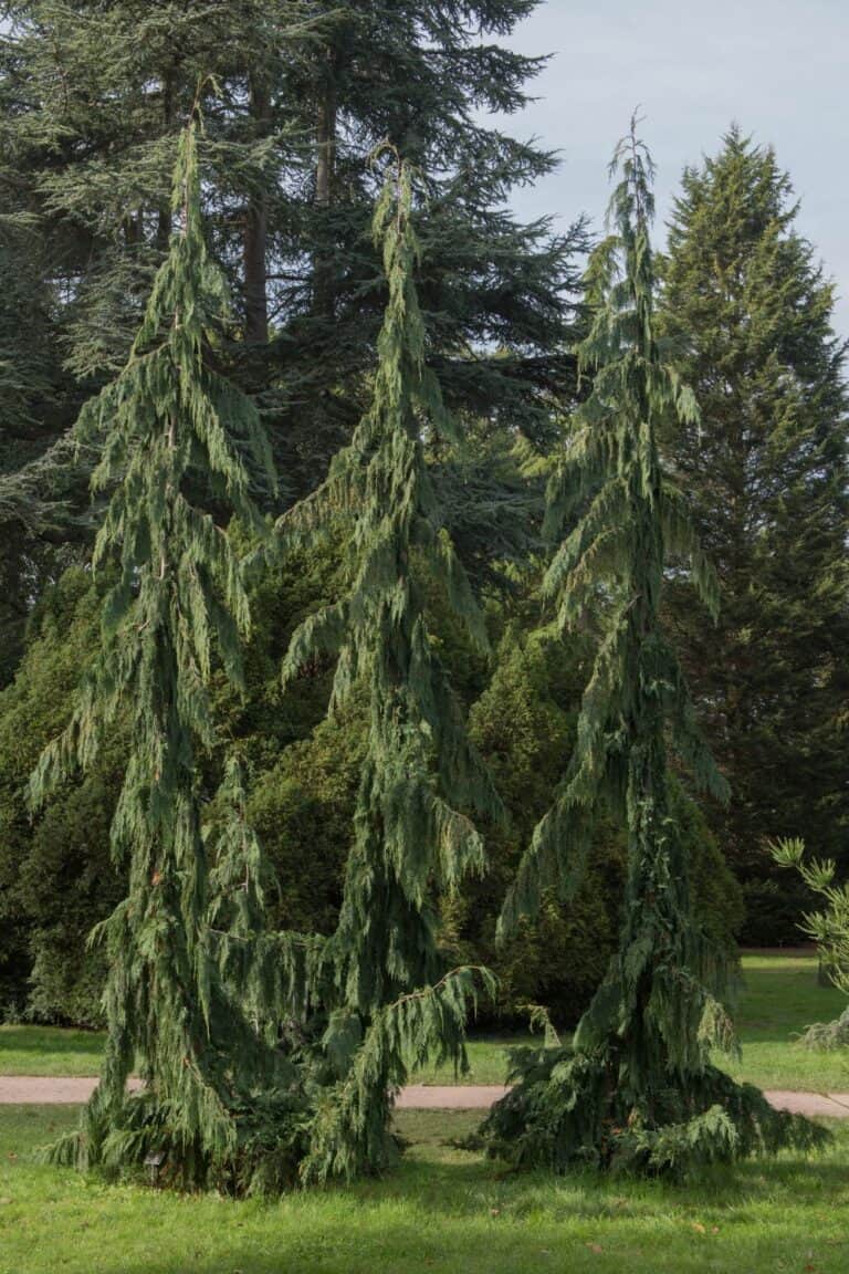 9 Tall Skinny Privacy Trees to Transform Your Yard into a Peaceful Retreat