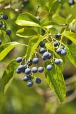 21 Stunning White Flowering Trees - Elevate Your Yards Elegance