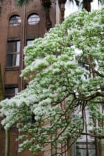 21 Stunning White Flowering Trees - Elevate Your Yards Elegance