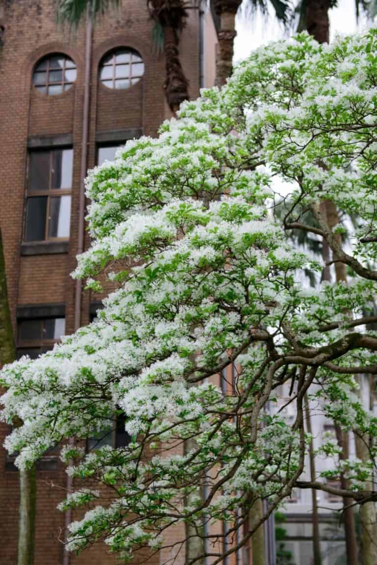 21 Stunning White Flowering Trees - Elevate Your Yards Elegance