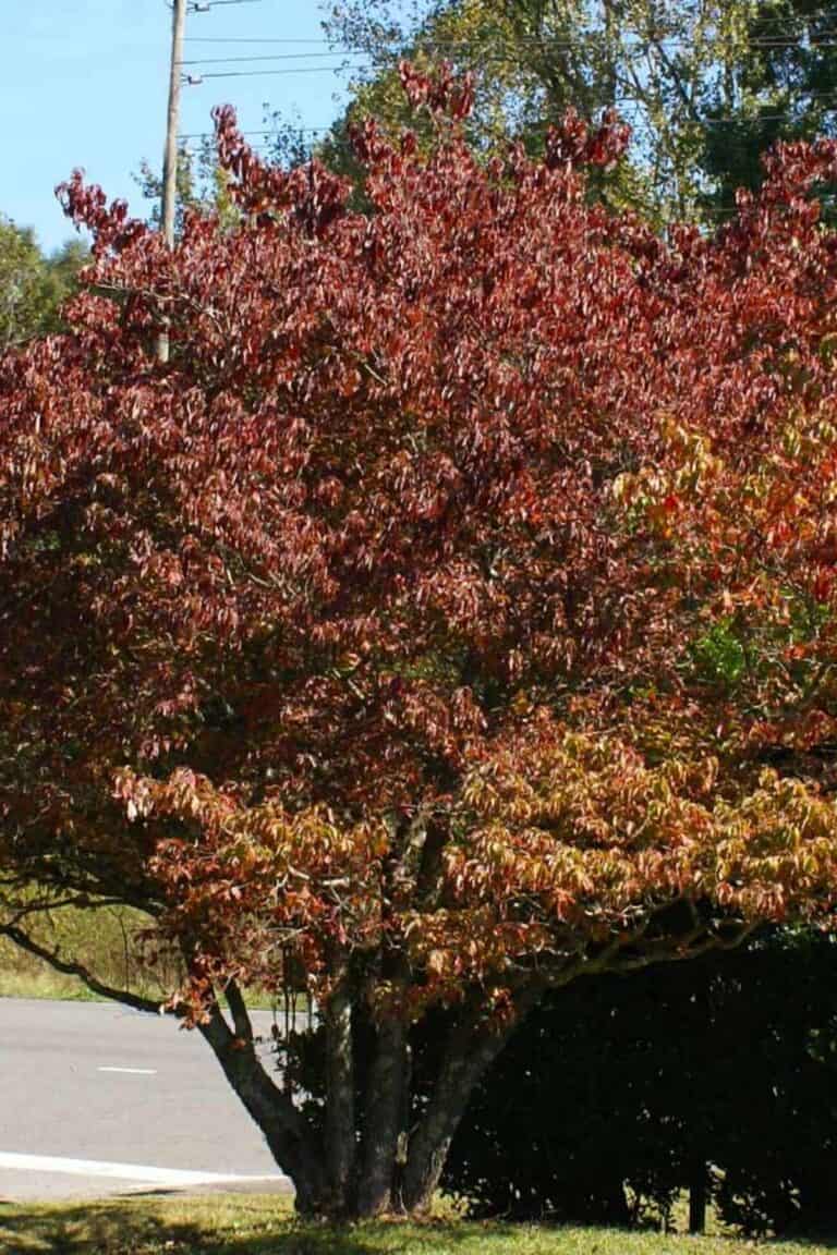21 Stunning White Flowering Trees - Elevate Your Yards Elegance
