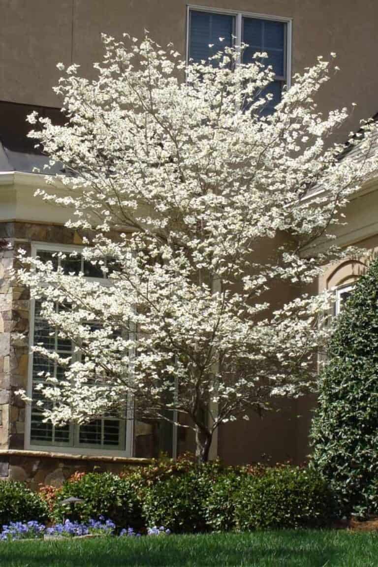 21 Stunning White Flowering Trees - Elevate Your Yards Elegance