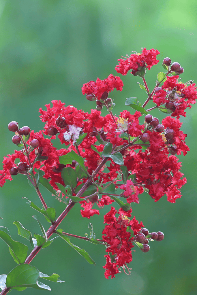18 Stunning Red Flowering Trees to Transform Your Garden Oasis