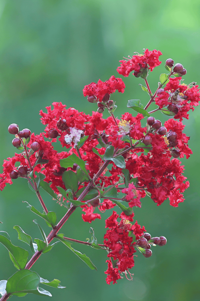 18 Stunning Red Flowering Trees to Transform Your Garden Oasis