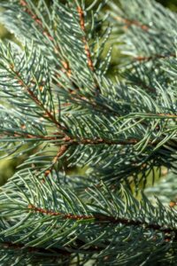 Top 7 Trees for Enhanced Privacy Along Your Fence Line