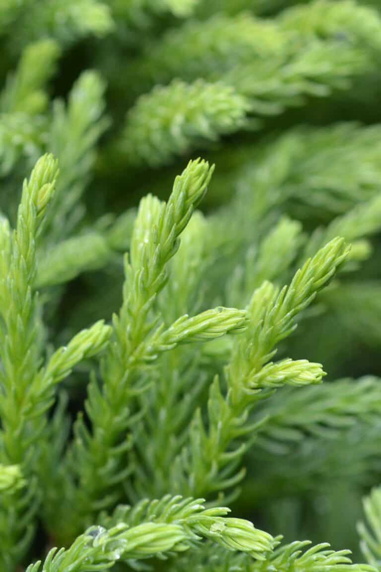 Top 7 Trees for Enhanced Privacy Along Your Fence Line