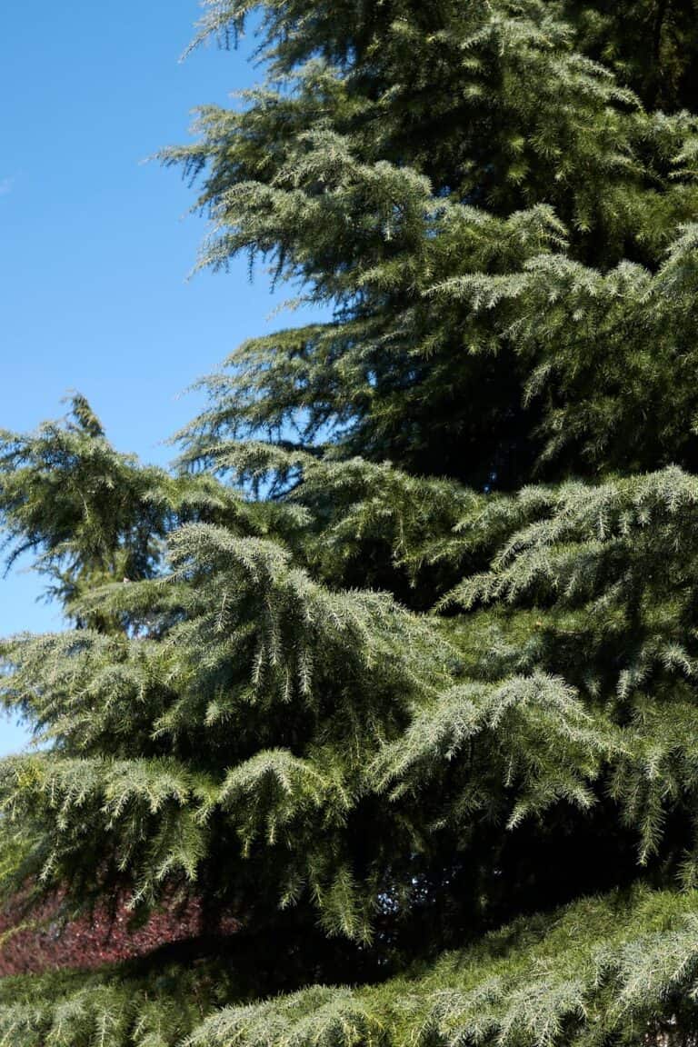 7 Best Evergreen Trees for Privacy & Year-Round Color