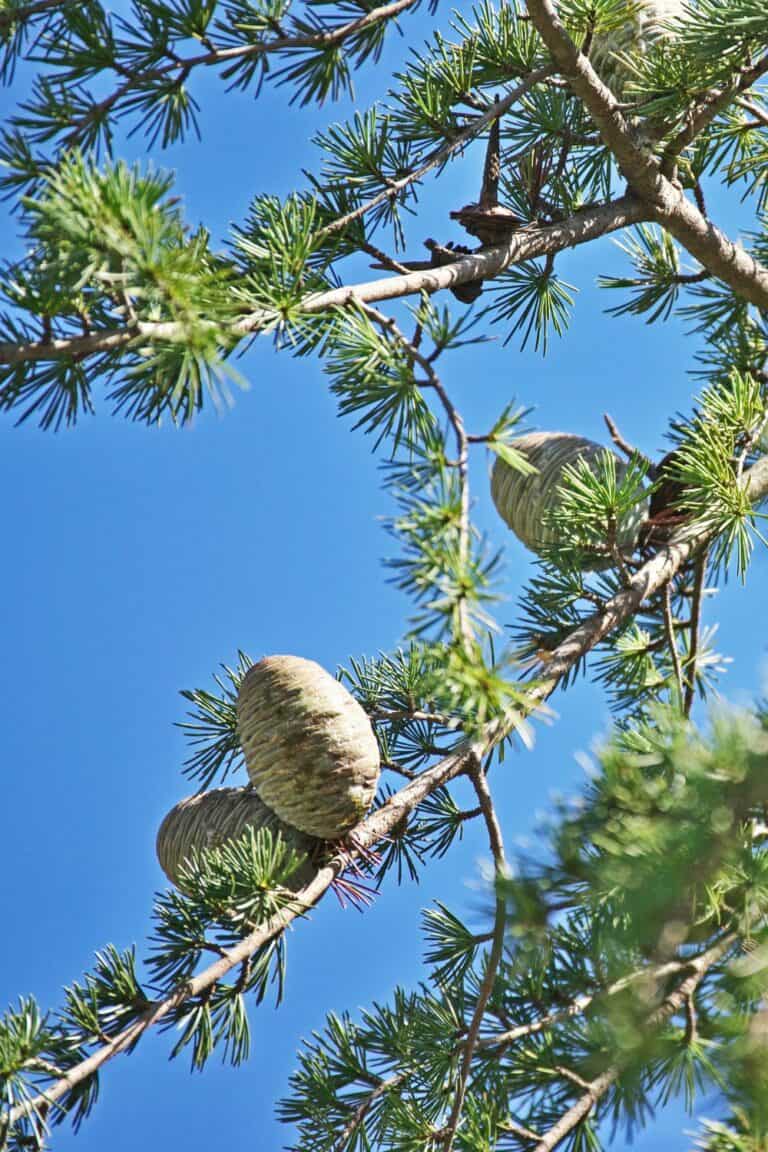 7 Best Evergreen Trees for Privacy & Year-Round Color