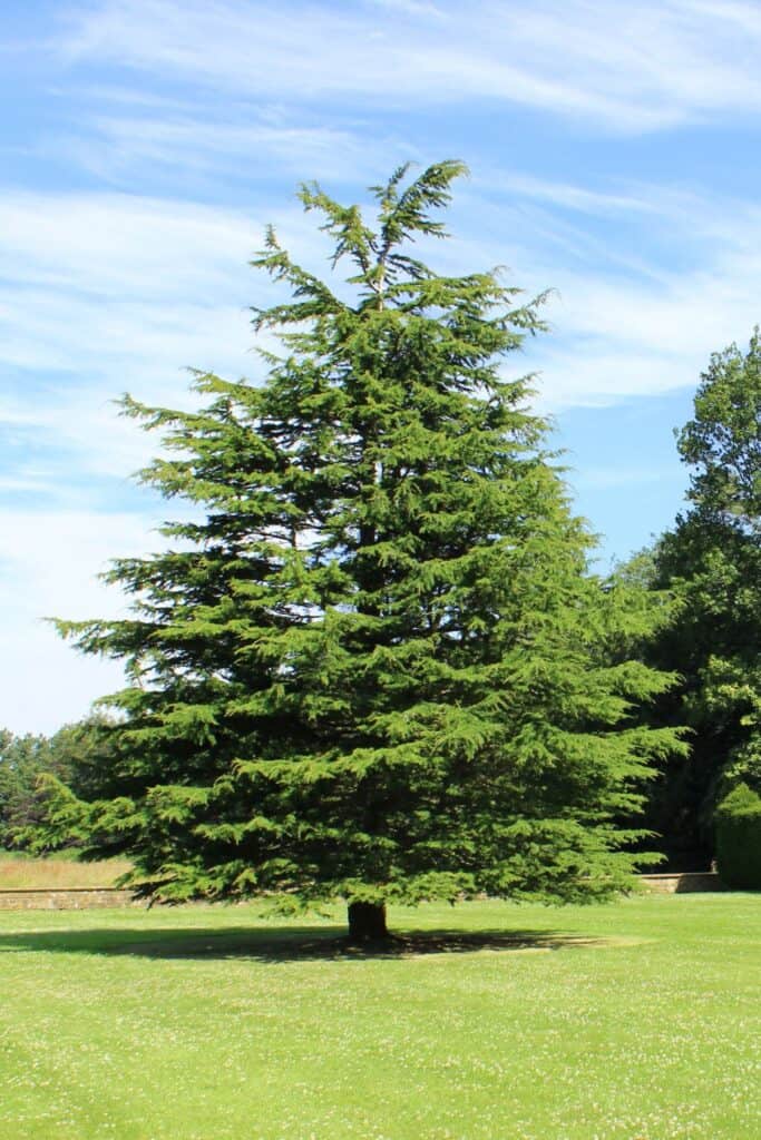 22 Most Fragrant Trees to Make Your Garden a Scented Paradise