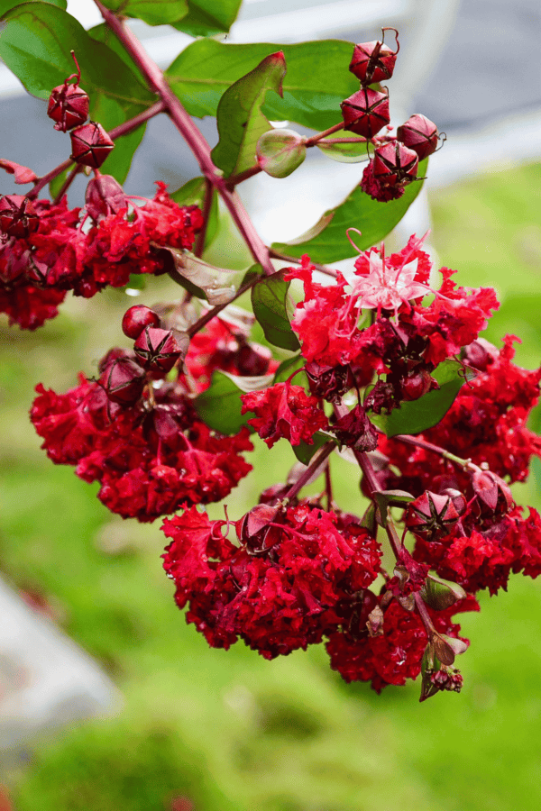 18 Stunning Red Flowering Trees to Transform Your Garden Oasis
