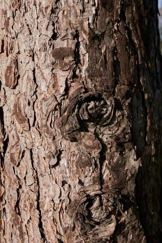 7 Best Evergreen Trees for Privacy & Year-Round Color