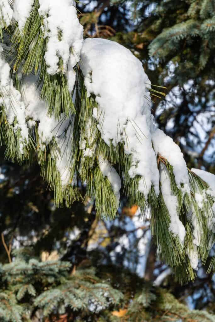 7 Best Evergreen Trees for Privacy & Year-Round Color