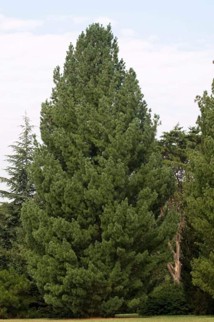 7 Best Evergreen Trees for Privacy & Year-Round Color