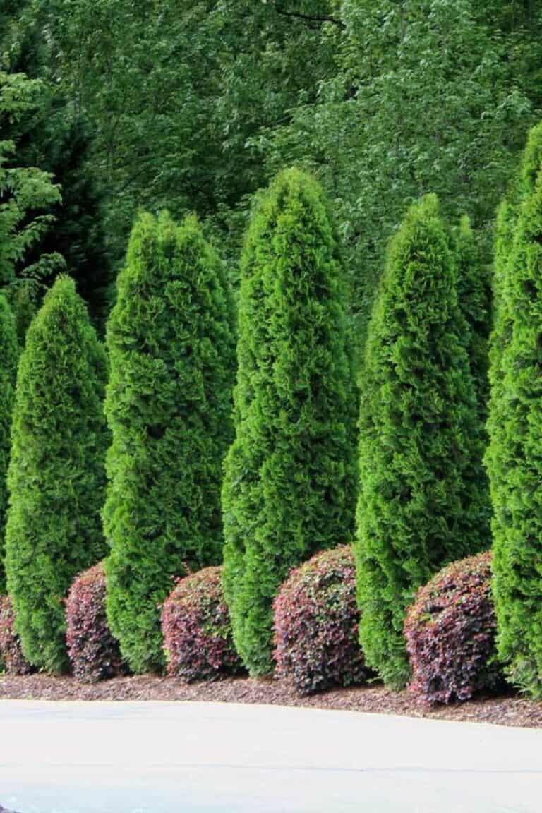 9 Tall Skinny Privacy Trees to Transform Your Yard into a Peaceful Retreat